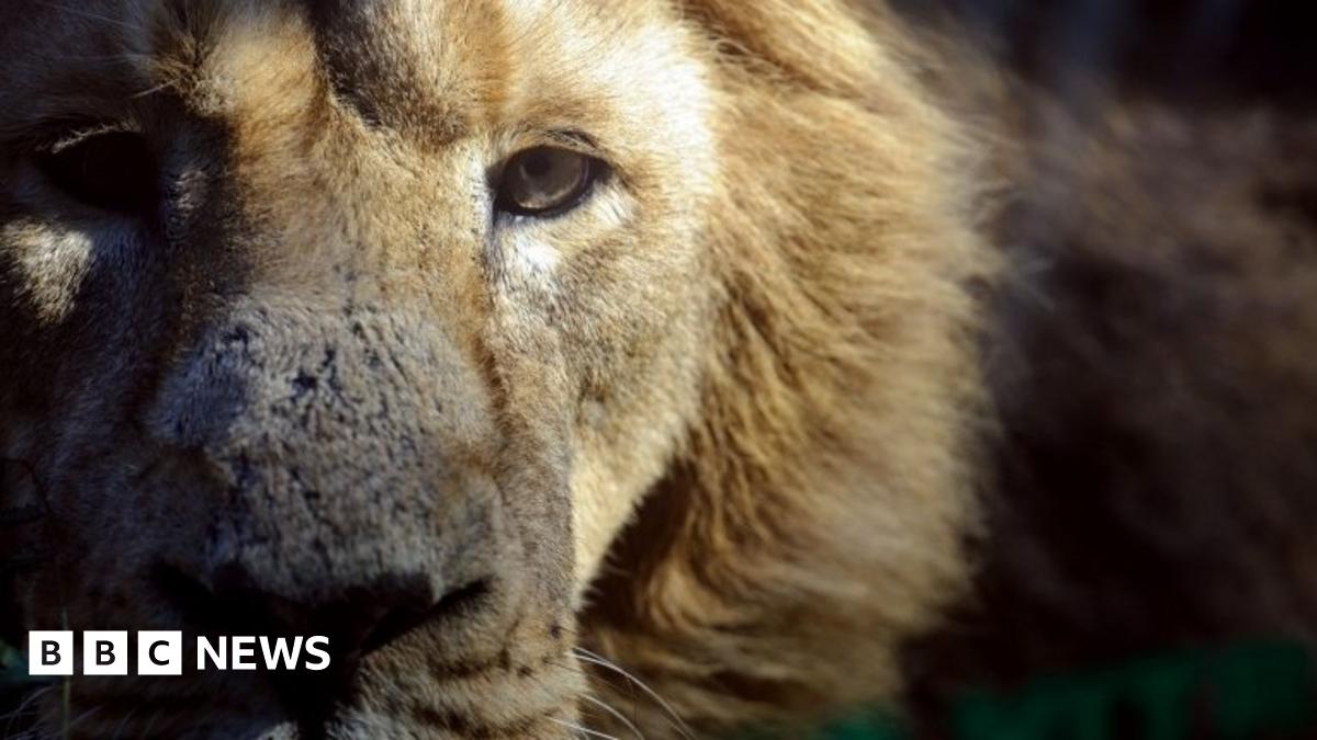 How do zoos prepare for dangerous animal escapes? - BBC News