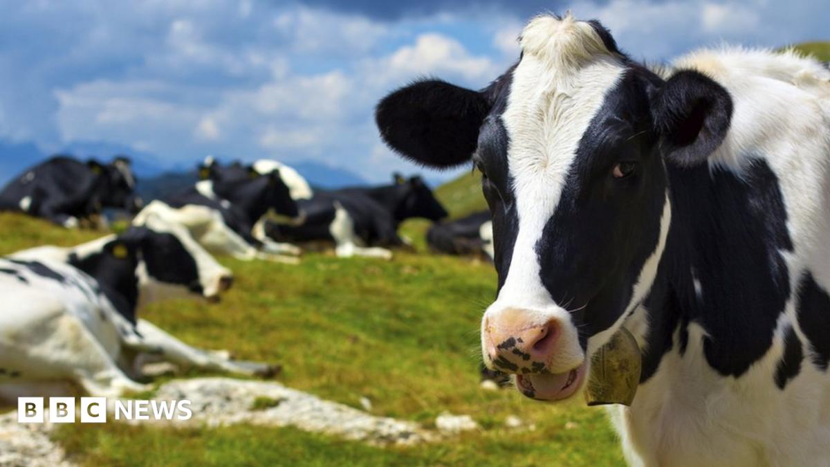 Italy: 83-year-old cows 'producing milk' - BBC News
