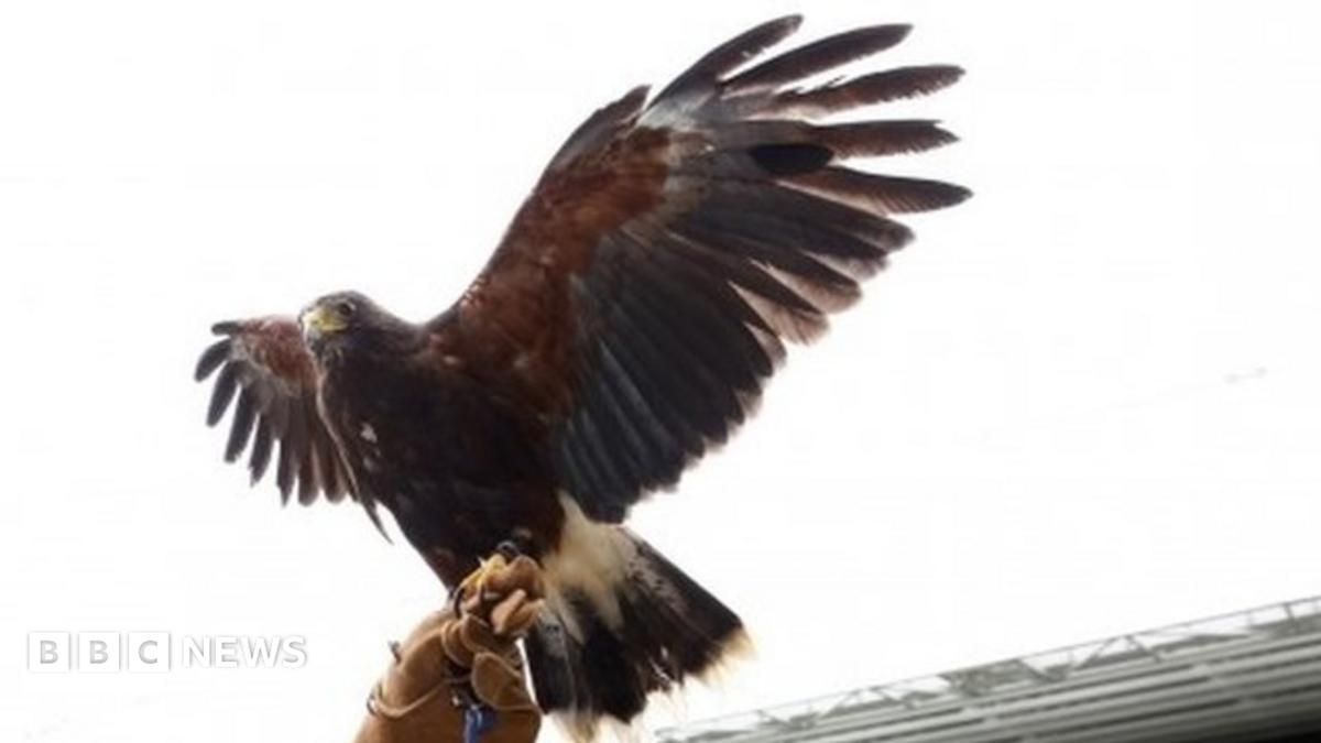 Harris hawk stolen from Morecambe aviary - BBC News