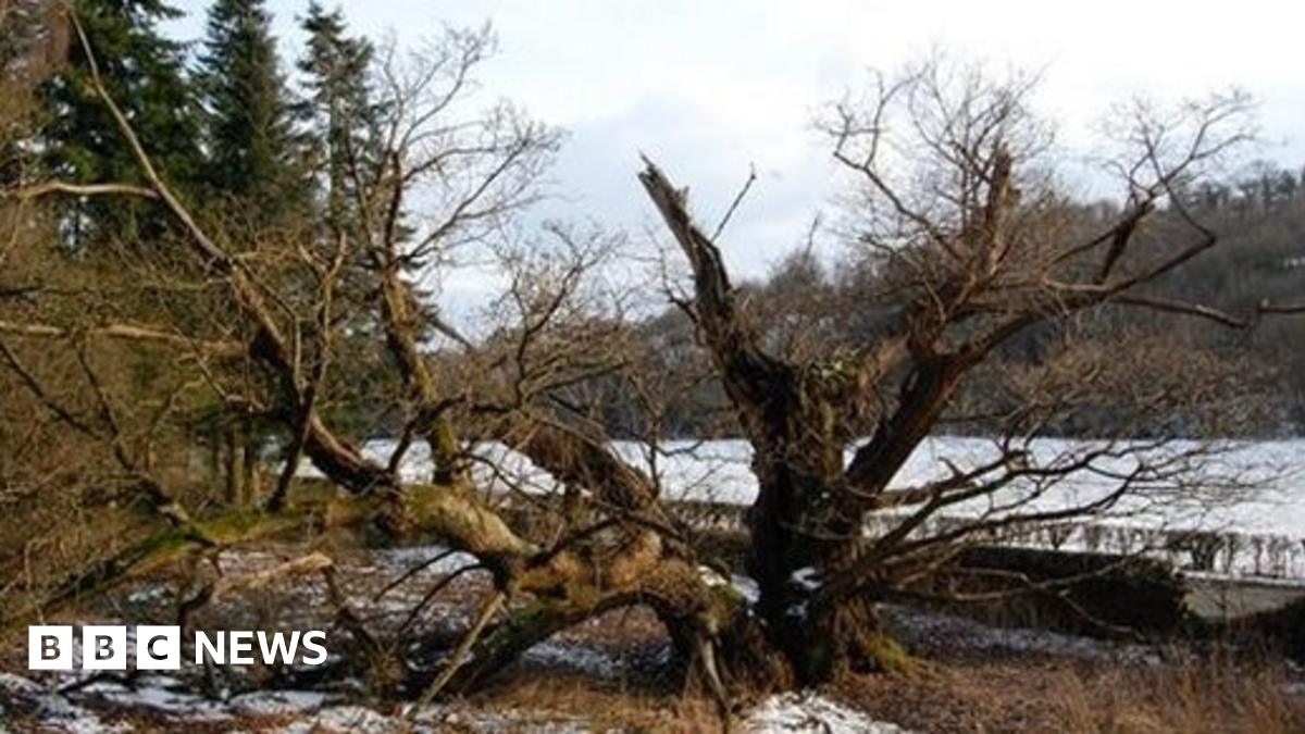 Oak tree in Chirk nominated as Europe's finest - BBC News