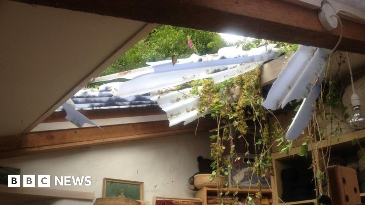 Cows fall through roof into Lamorna artist's workshop - BBC News