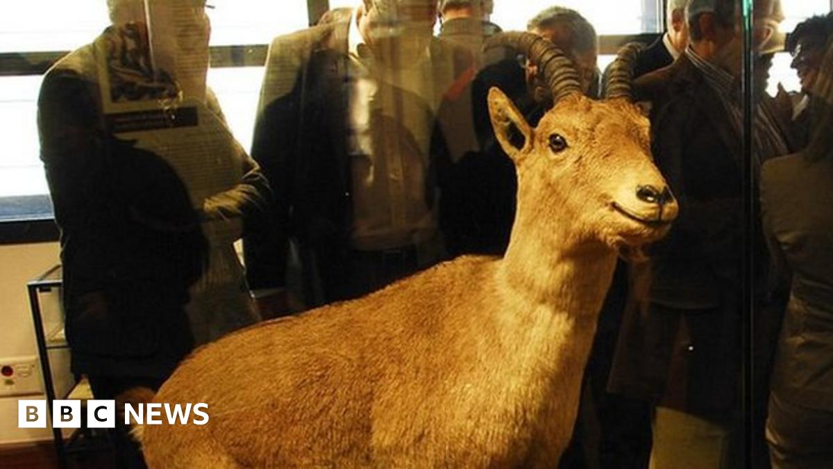 Fresh effort to clone extinct animal - BBC News