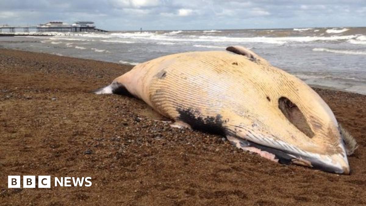 Dead whale washes up on Cromer beach in Norfolk - BBC News