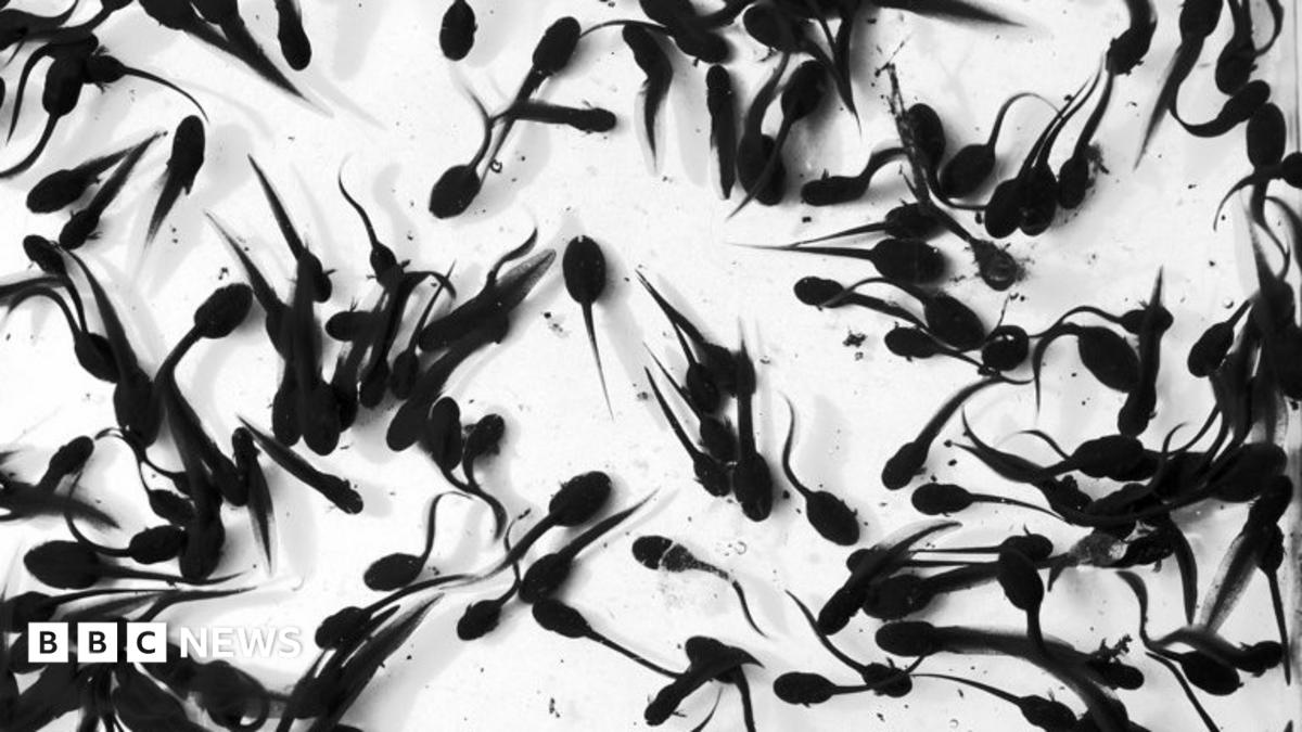 Tadpole brains studied to help understand Parkinson's - BBC News