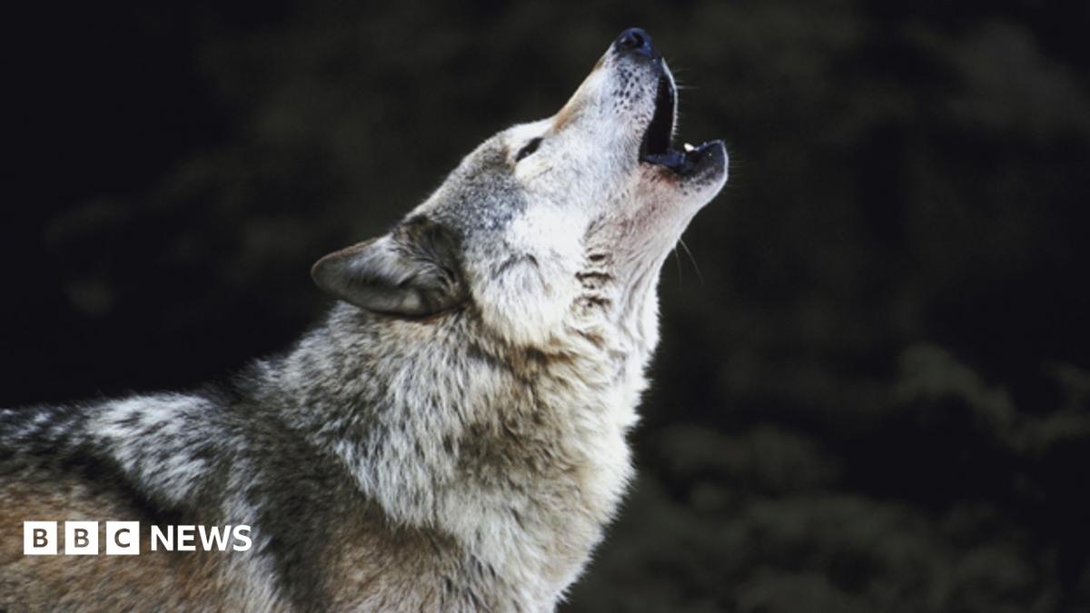 Marcos Rodriguez Pantoja: Did this man live with wolves? - BBC News