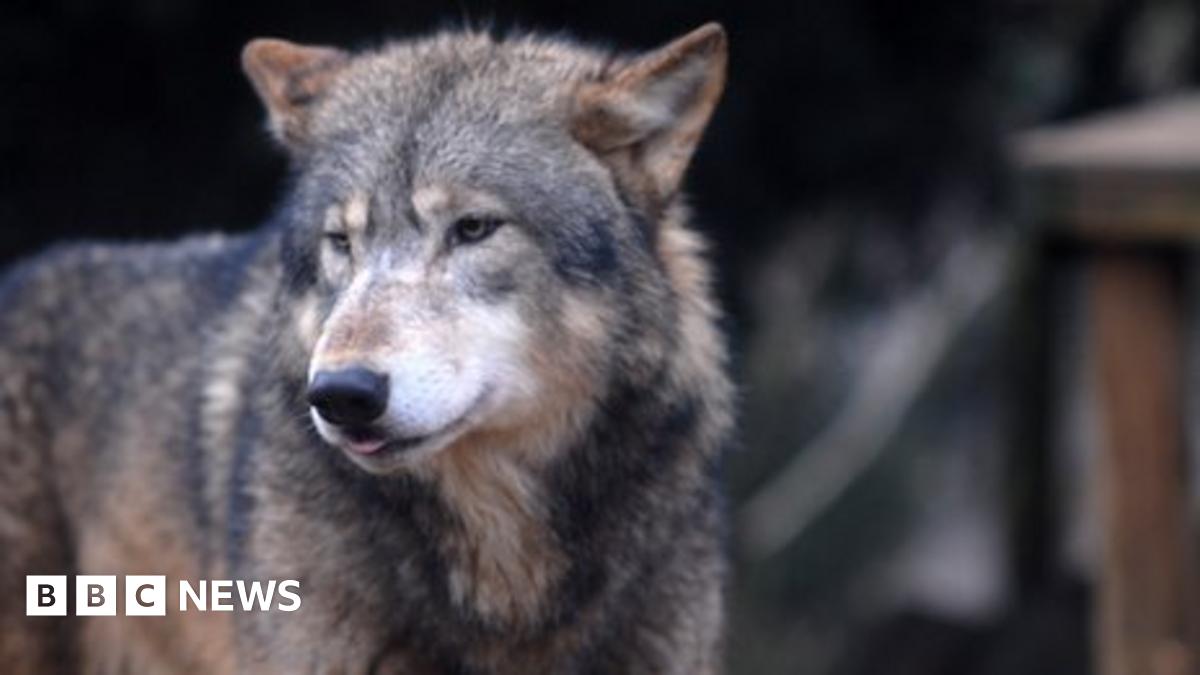 On-the-run Colchester Zoo wolf shot dead - BBC News