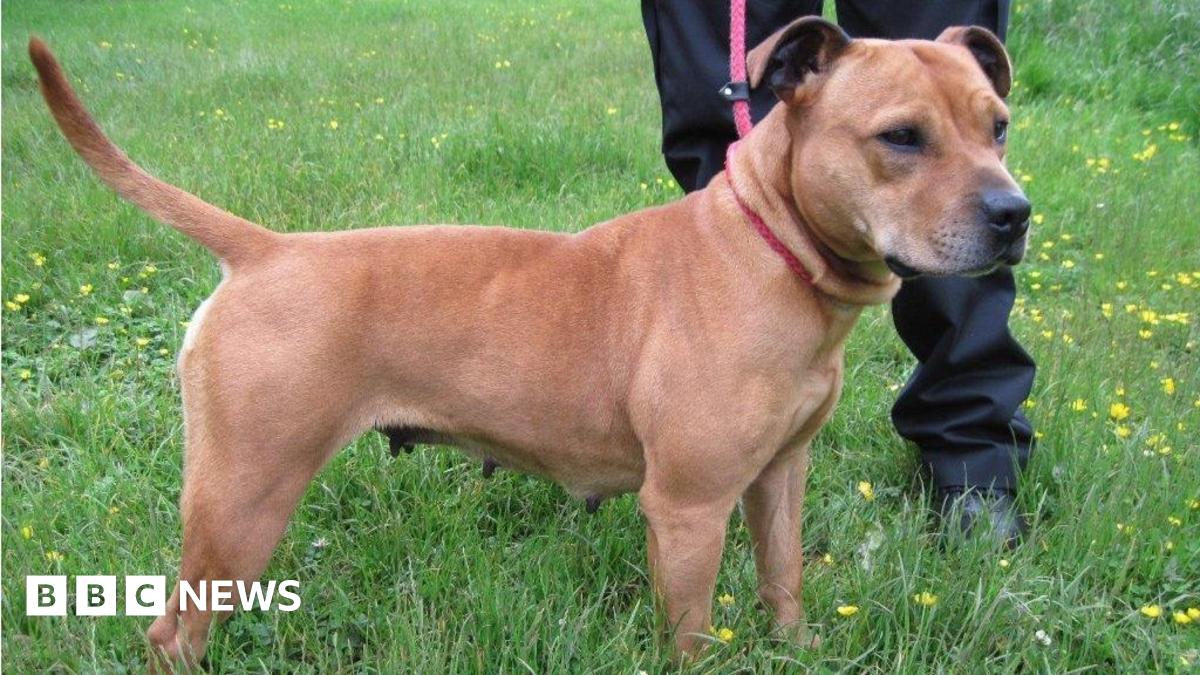 Life ban for dog owner who starved pet - BBC News