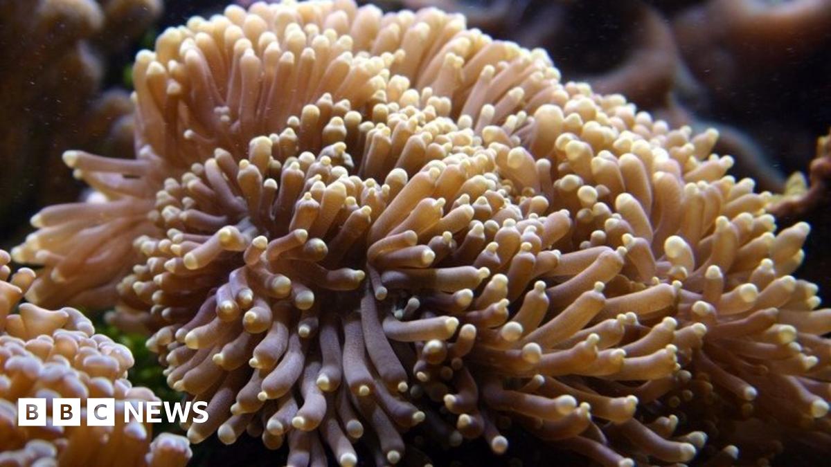 Swansea University: Coral research may bring bone graft improvements ...