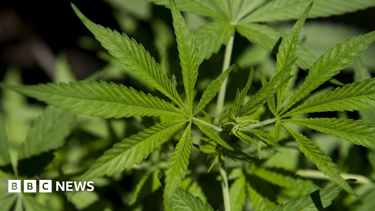 Germany: Berlin council votes to open first cannabis cafe - BBC News