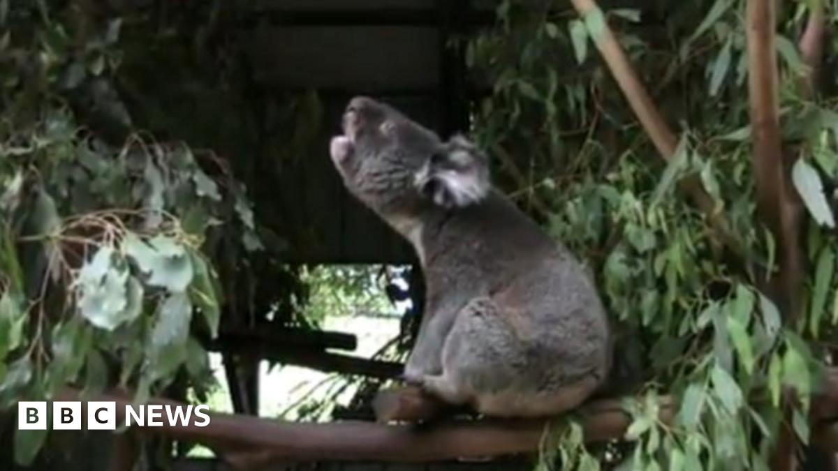 Koalas bellow with unique voice organ - BBC News
