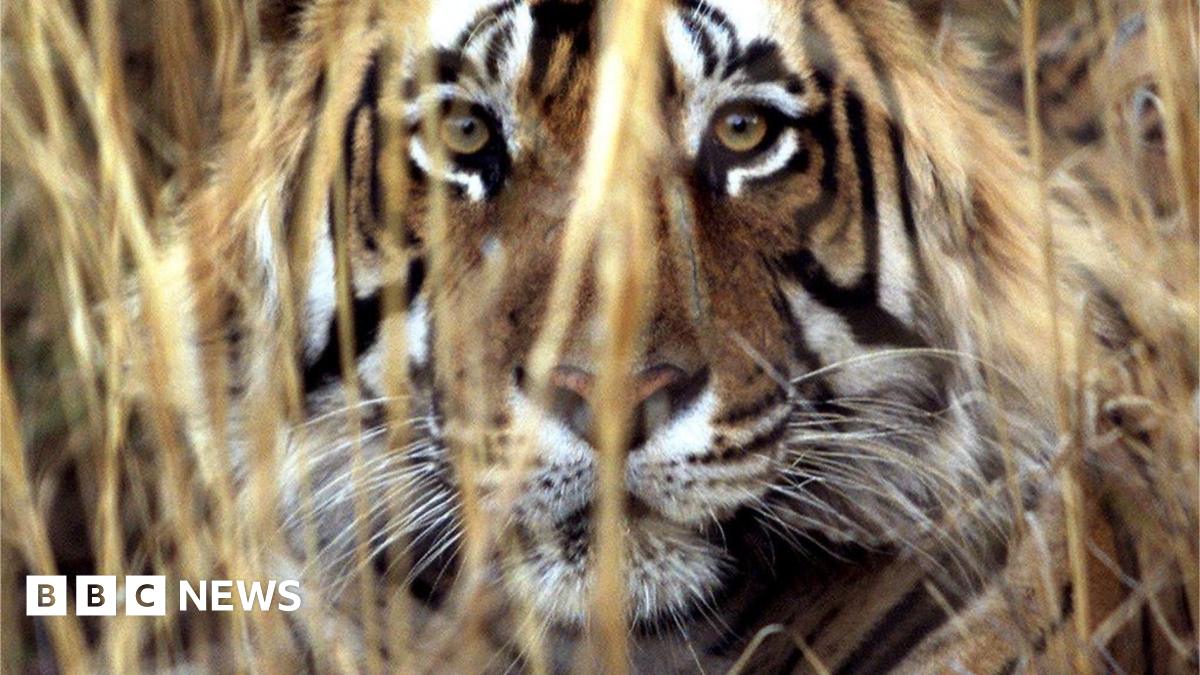 'Man-eating' tiger shot dead in India - BBC News