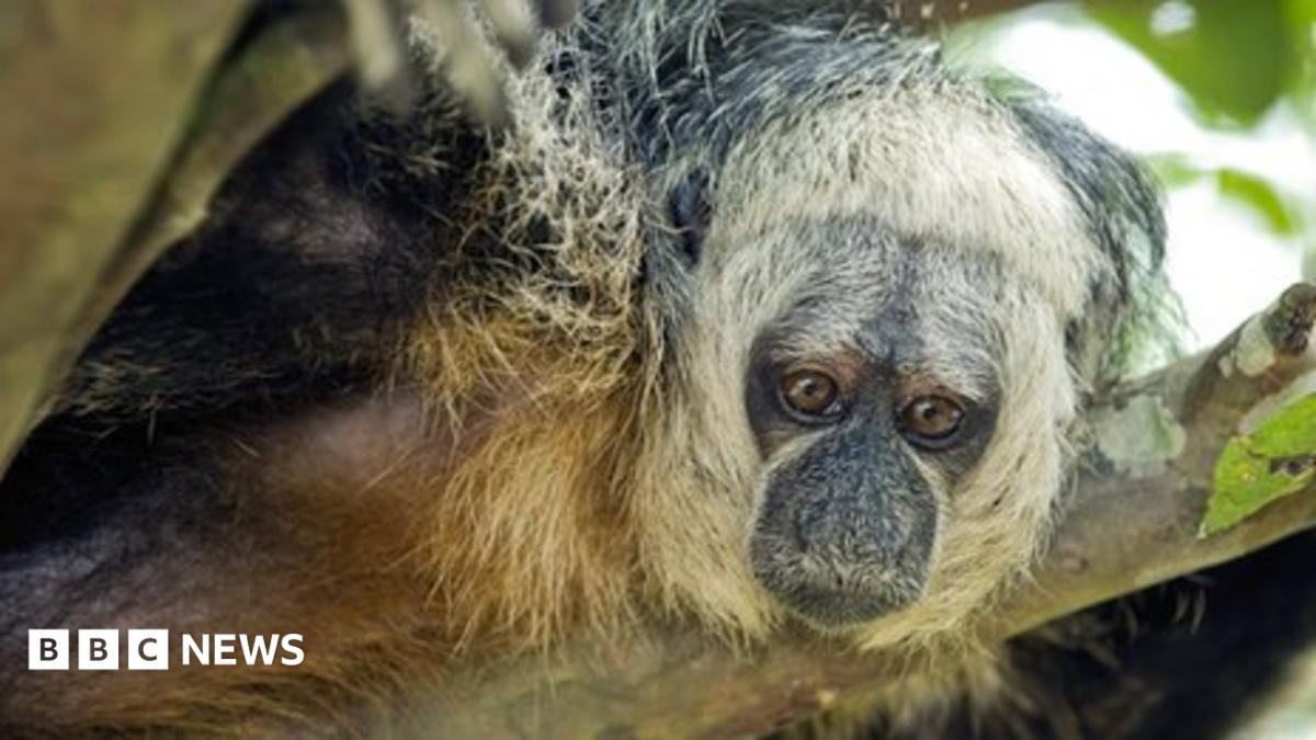 Fruit-mad South American monkeys eat 50 varieties a day - BBC News