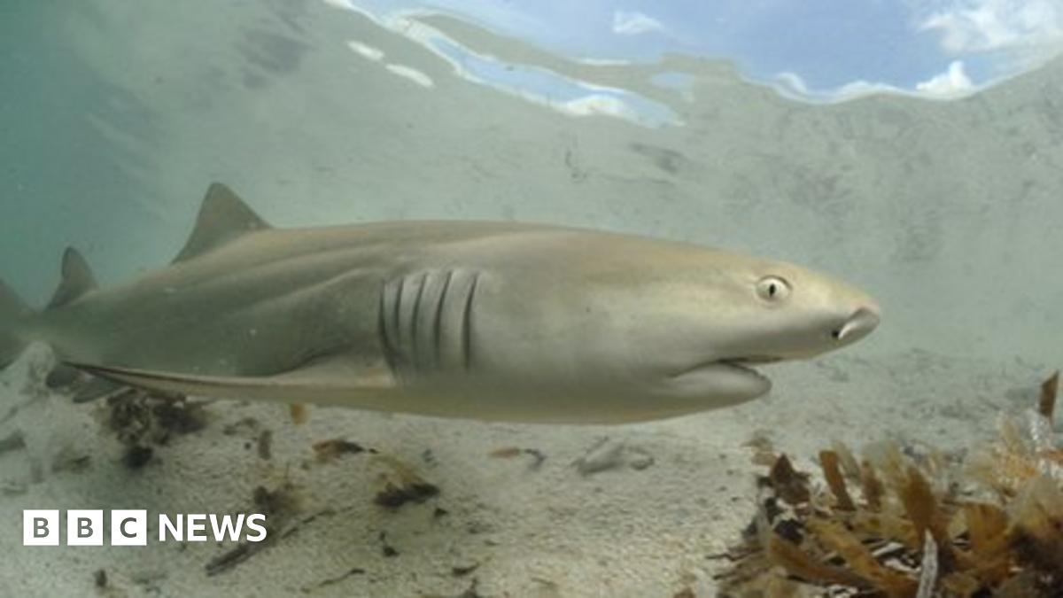 Long term study finds lemon sharks go home to reproduce - BBC News