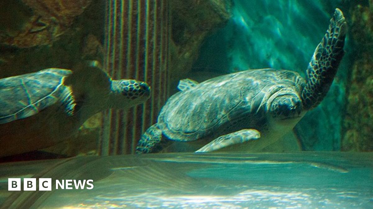 Hunstanton Sea Life Sanctuary evacuees 'happy' in new home - BBC News