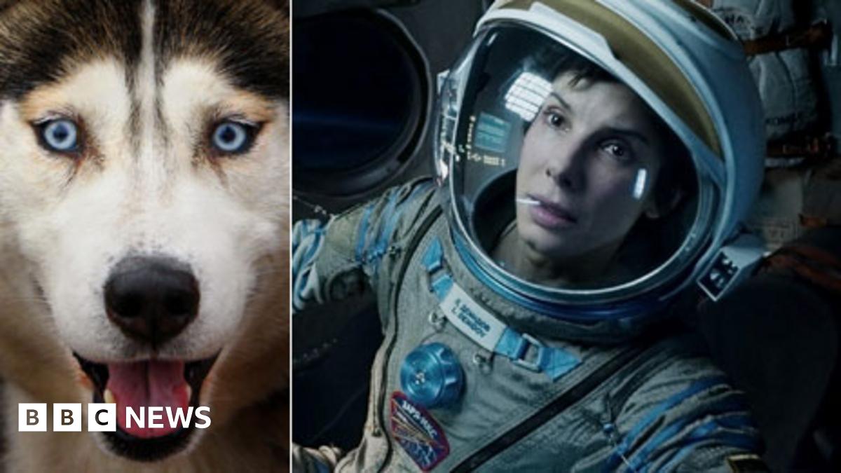 Gravity dog laps up film canine honour - BBC News
