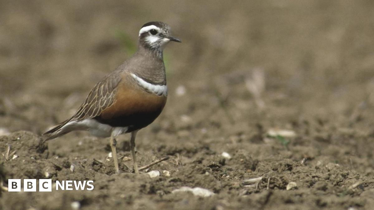 Fewer dotterel on Scotland's mountains, scientists say - BBC News