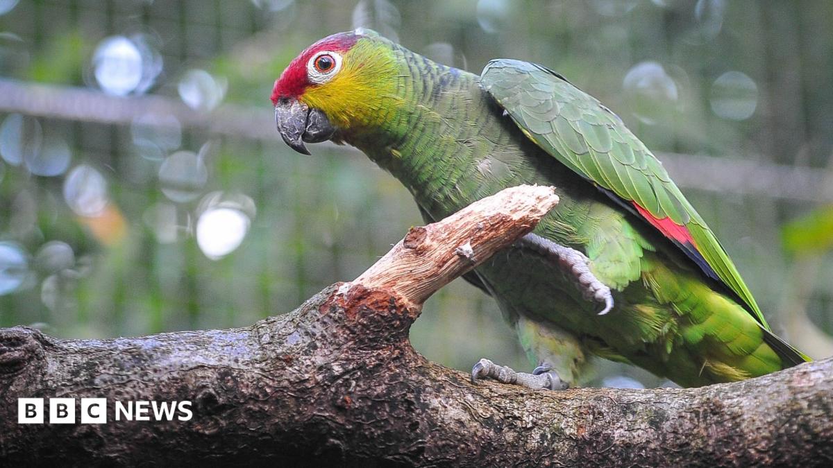 Discovery offers Ecuador Amazon parrot 11th hour hope - BBC News