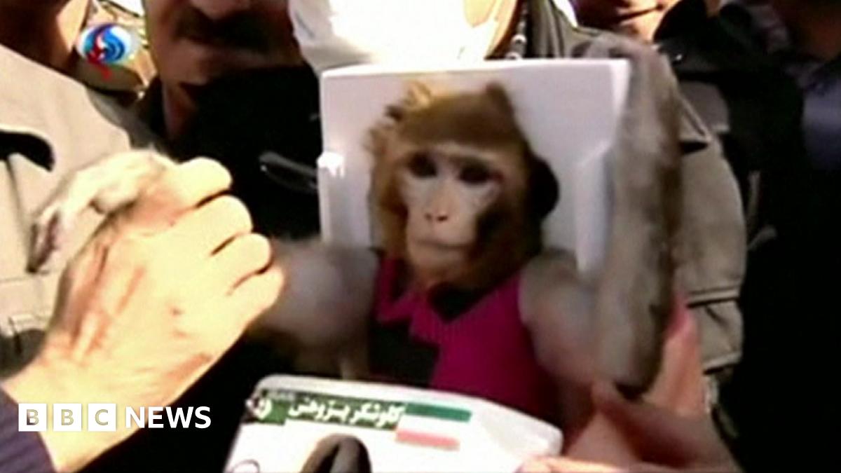 Iran 'sends monkey to space for second time' - BBC News