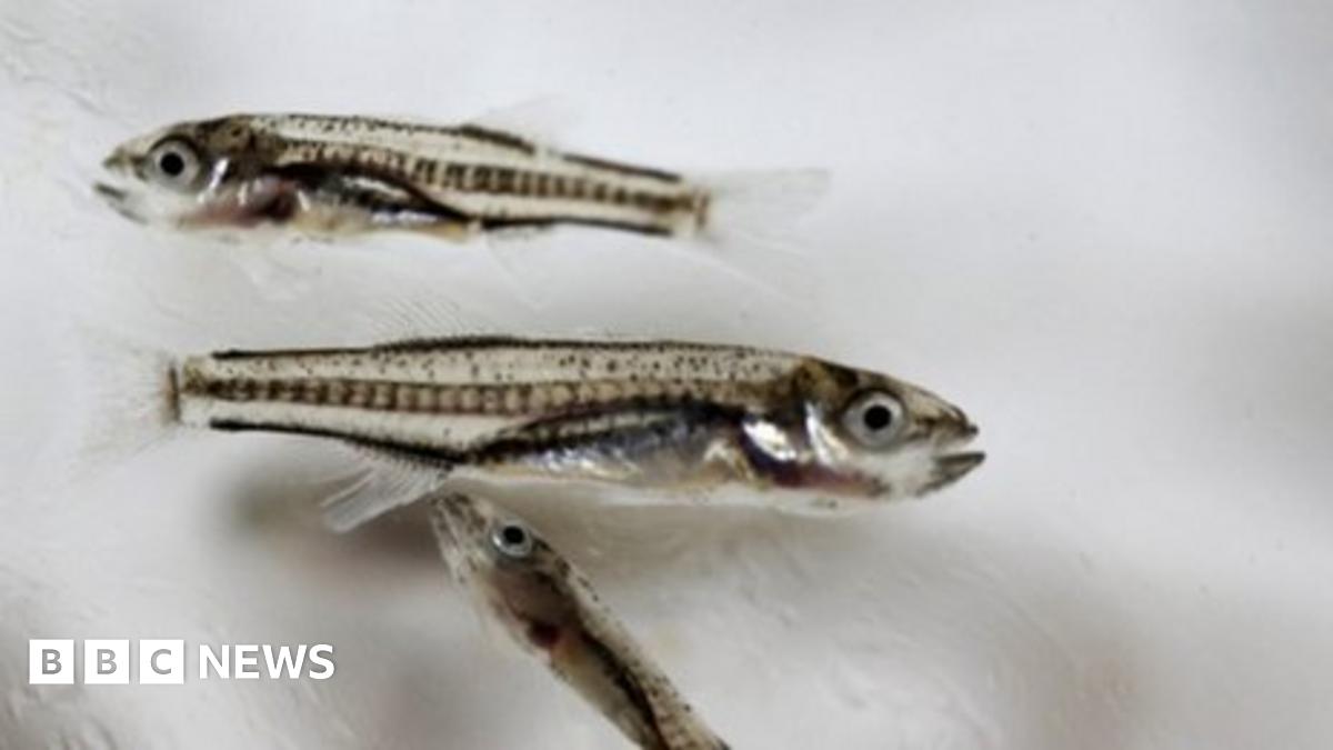 Anglesey fish farm grant risks not heeded, auditor general finds - BBC News
