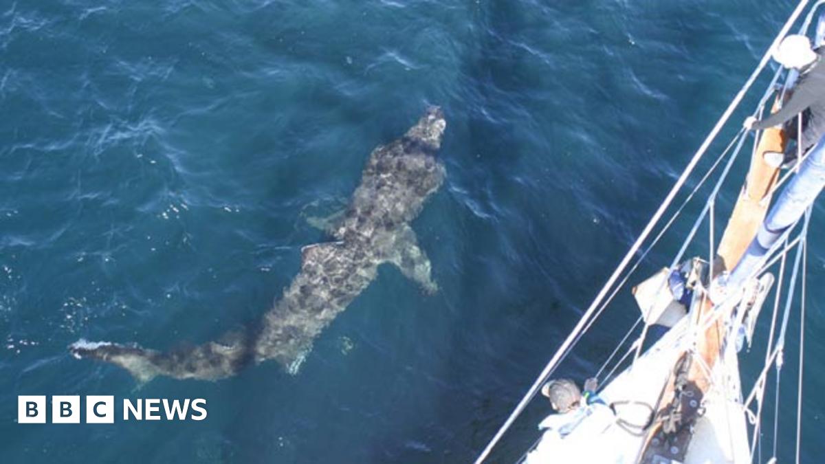 New mapping technique may aid Scottish shark projects - BBC News