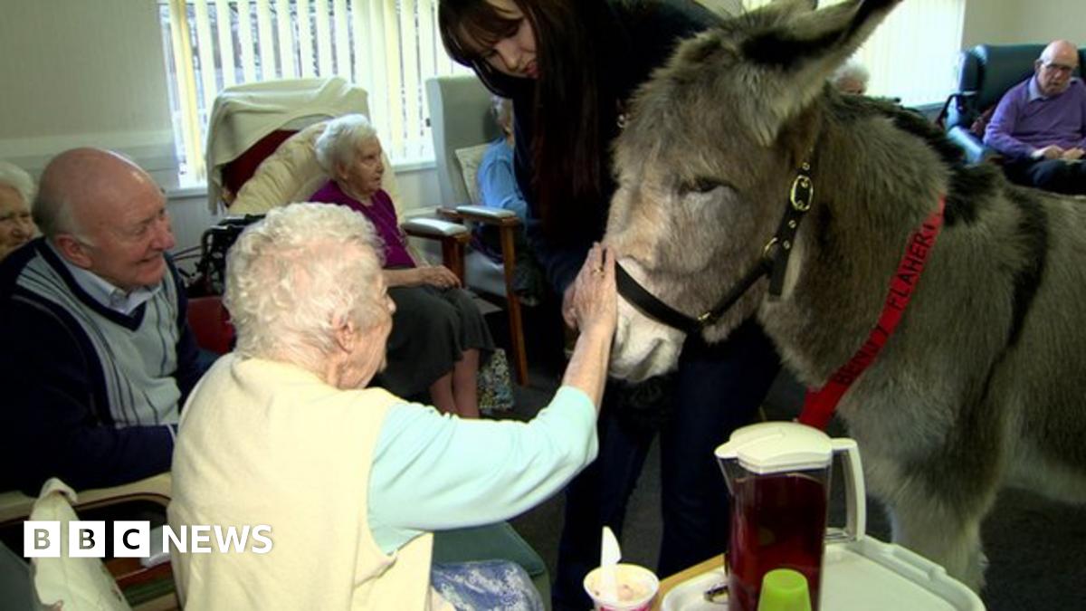 Taking the donkey work out of life - BBC News