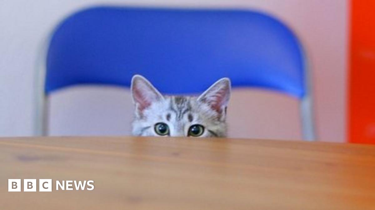 Your pictures of the year - BBC News