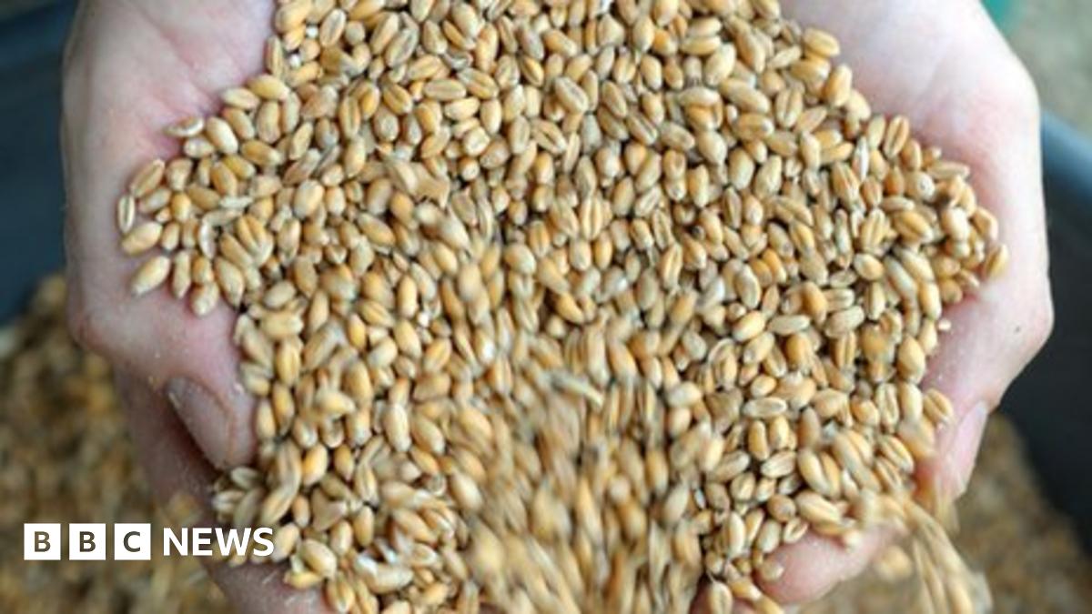 China rejects US corn on fears over genetic modification - BBC News