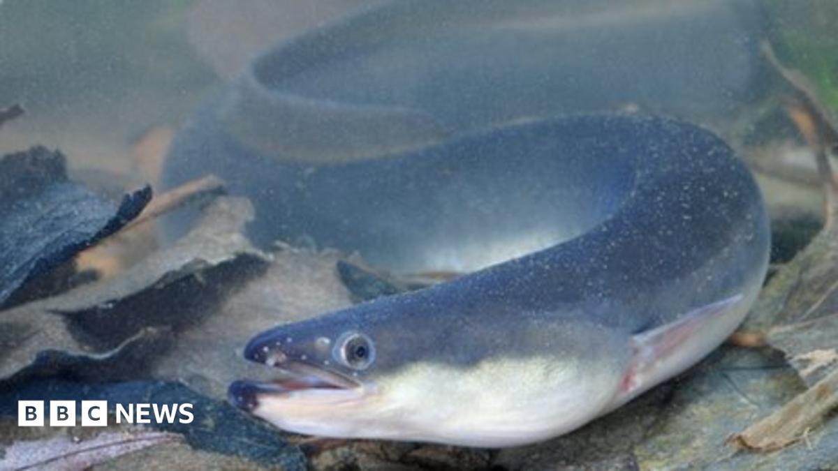 New analysis of ocean currents may solve eel mystery - BBC News