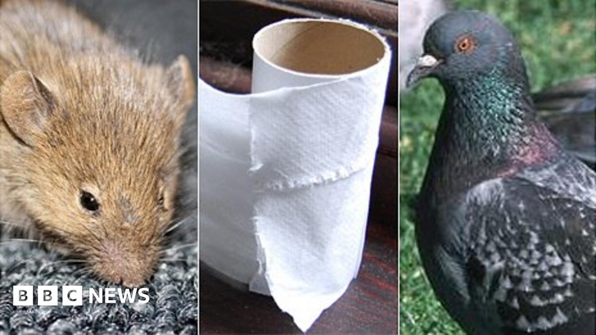 Pigeon, mouse and loo roll among causes of London fires - BBC News