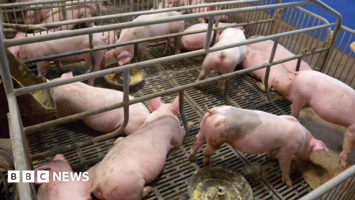 China cloning on an 'industrial scale' - BBC News