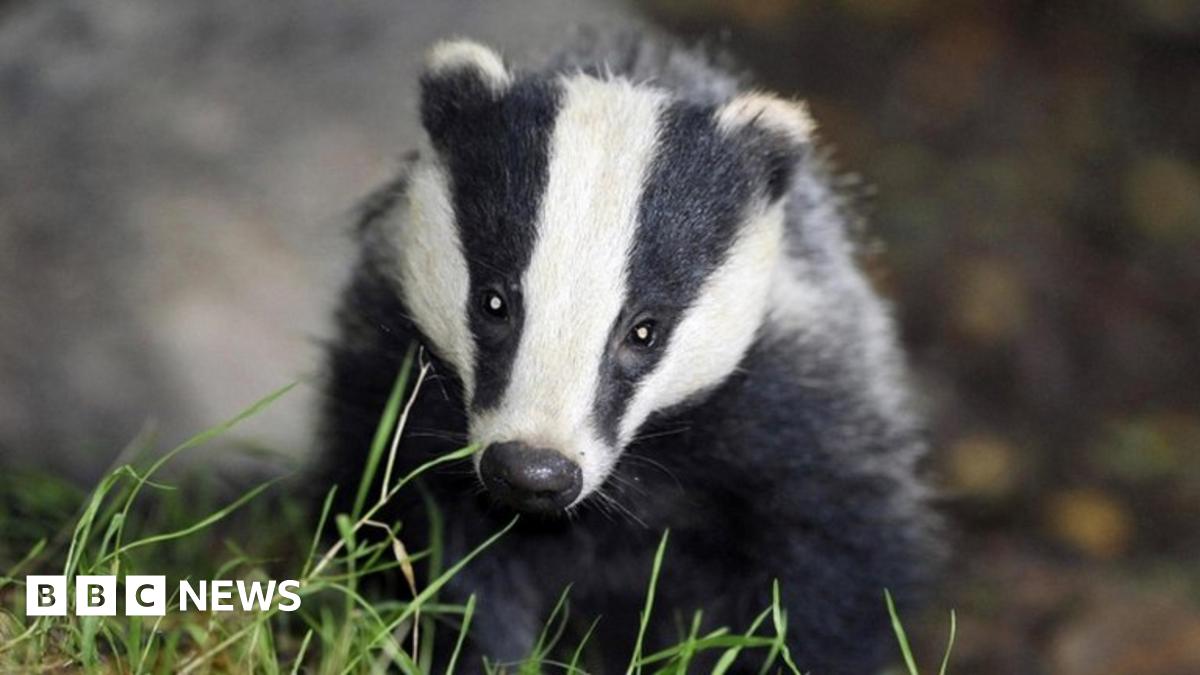 Six skinned badger carcasses found near Peebles - BBC News