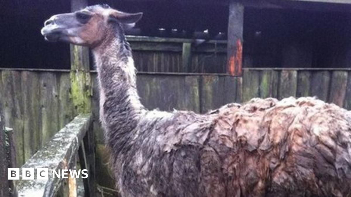 Brockswood Animal Sanctuary flooded - BBC News