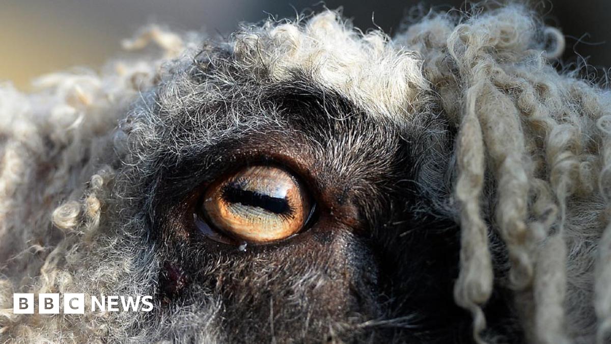 Ewe what? 10 things you may not know about sheep - BBC News