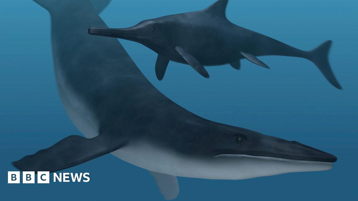 Colour of ancient sea creatures revealed - BBC News