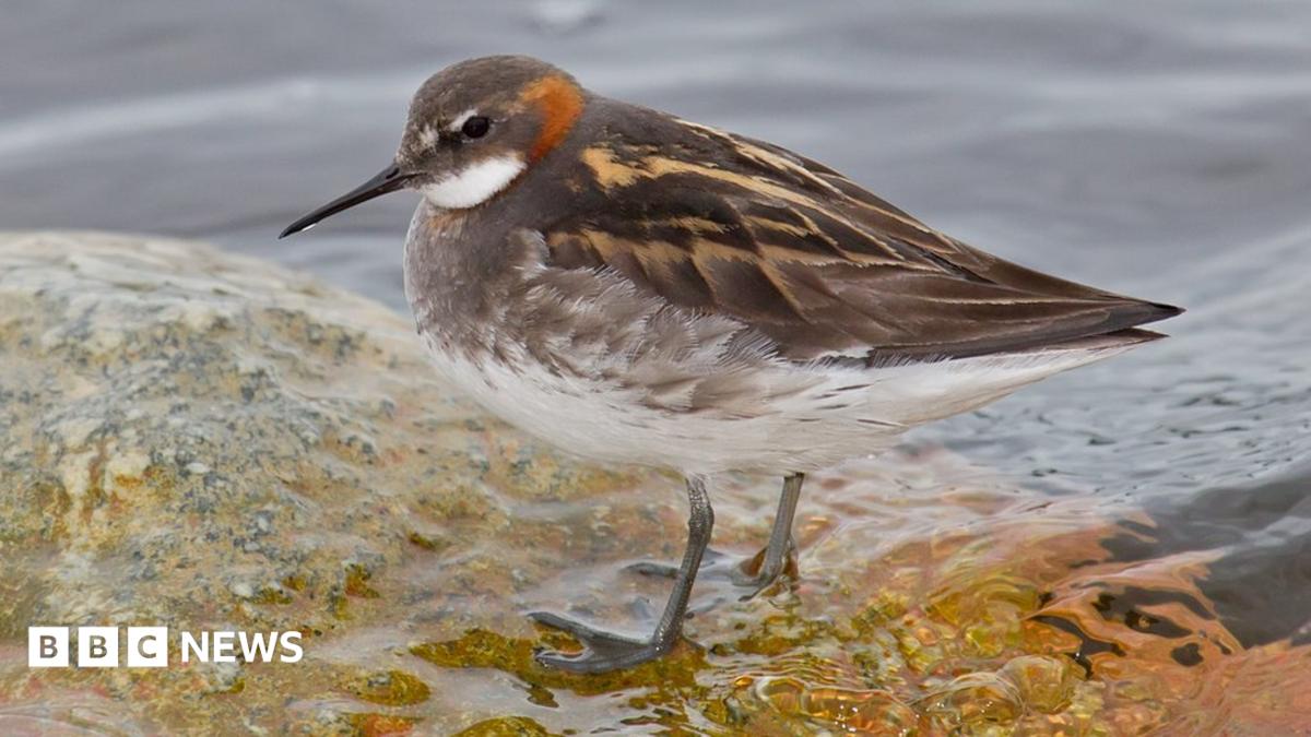 'Unique' bird migration discovered - BBC News