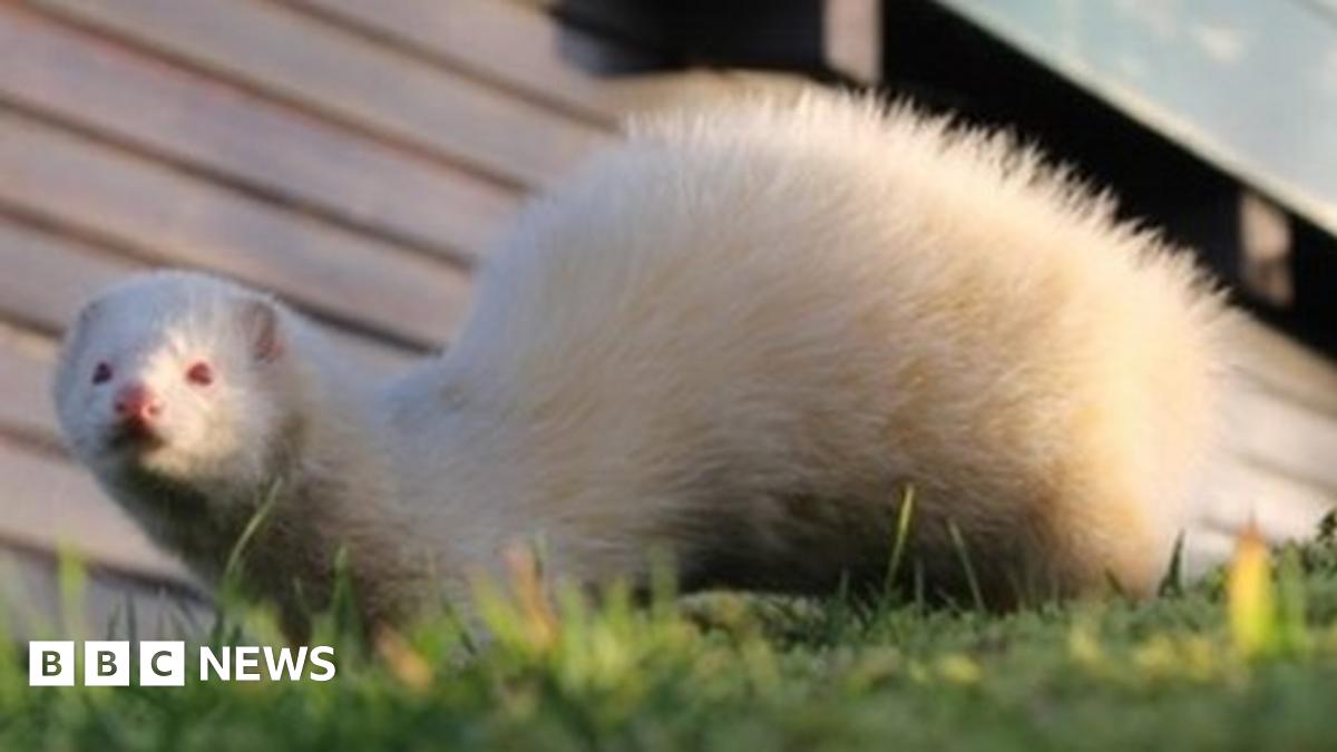 Dartmoor jail home for Grumpy Gareth the ferret - BBC News