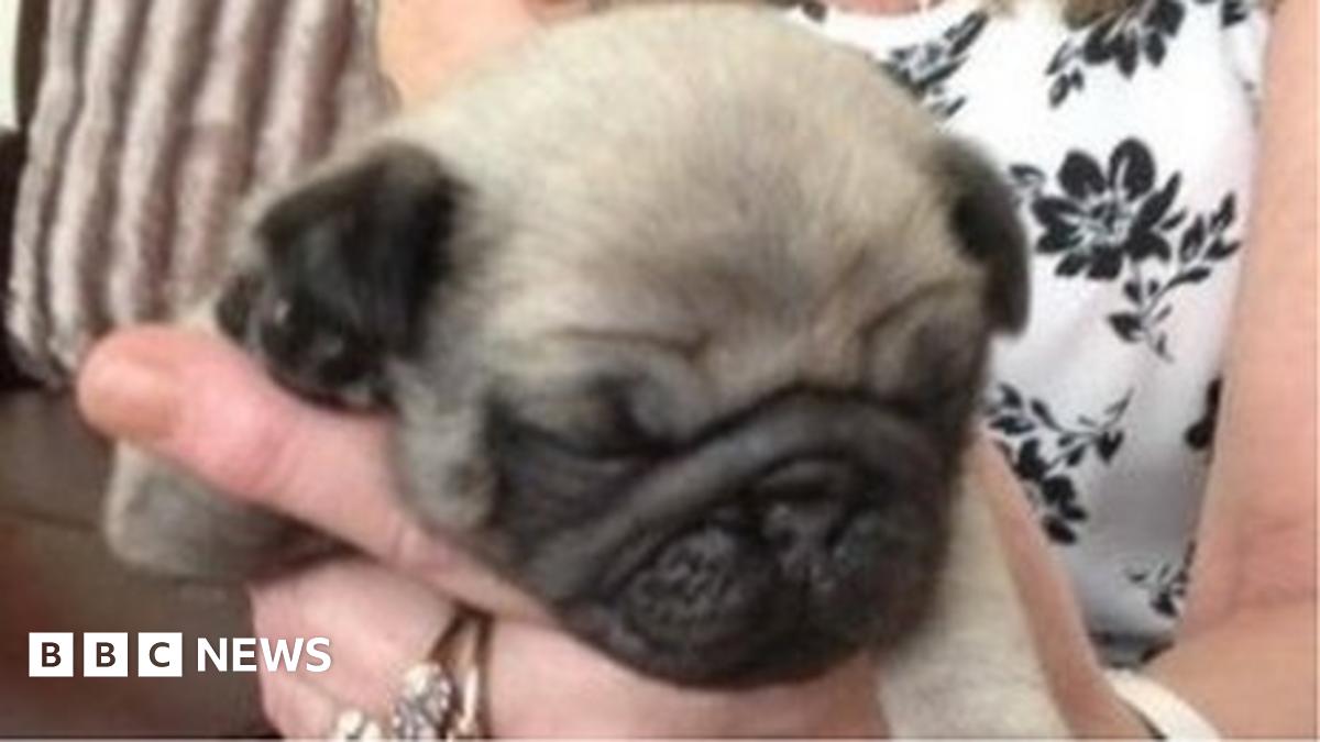 Nottingham pug puppy raid: Man, 28, arrested - BBC News