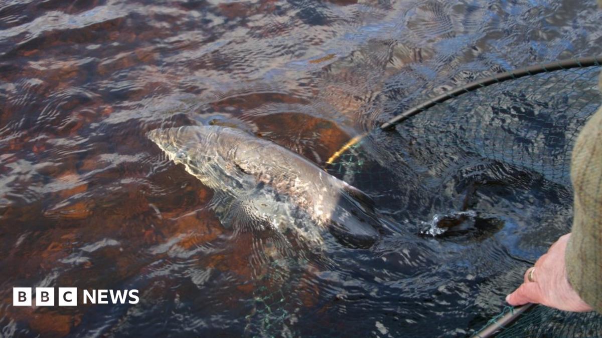 Fishery boards urge moratorium on killing salmon - BBC News