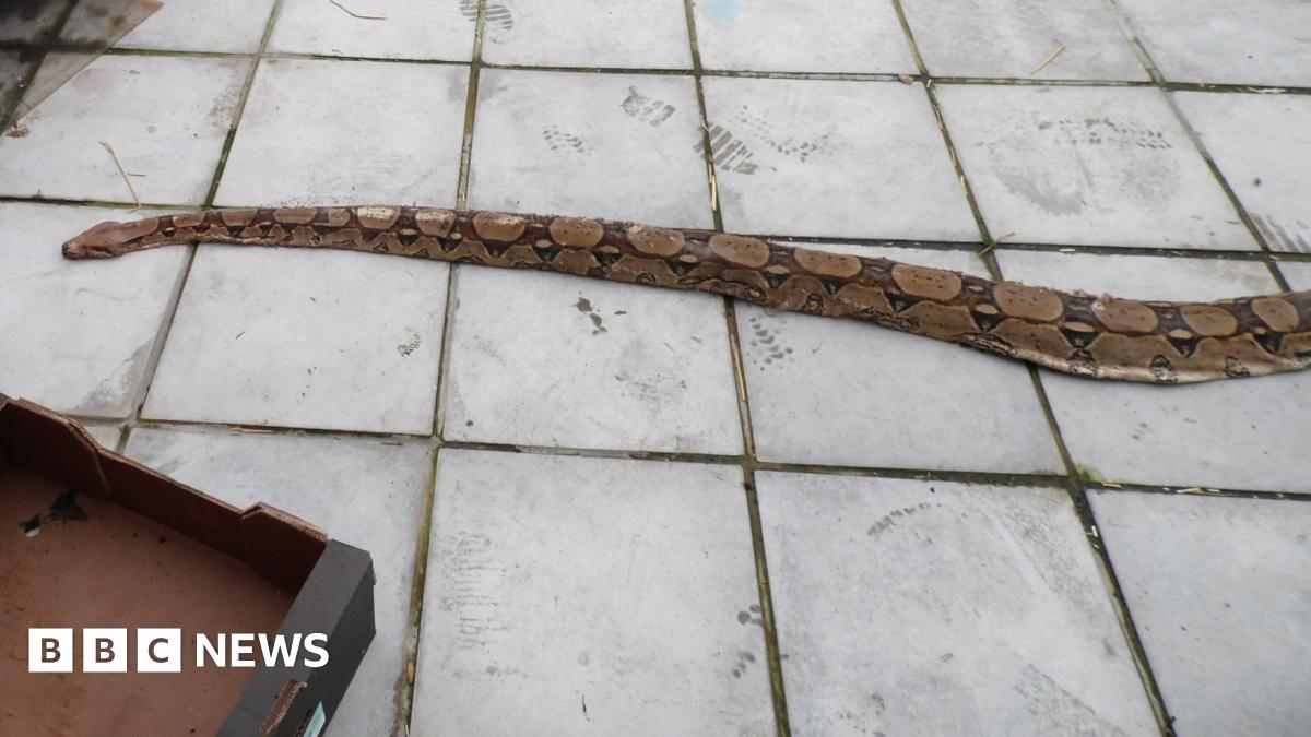 Dead boa constrictor found 'dumped' at Erddig, Wrexham - BBC News
