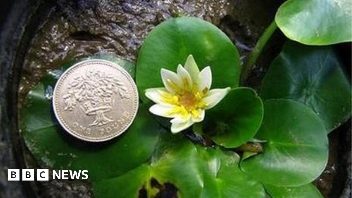 World's smallest water lily 'stolen' from Kew Gardens - BBC News