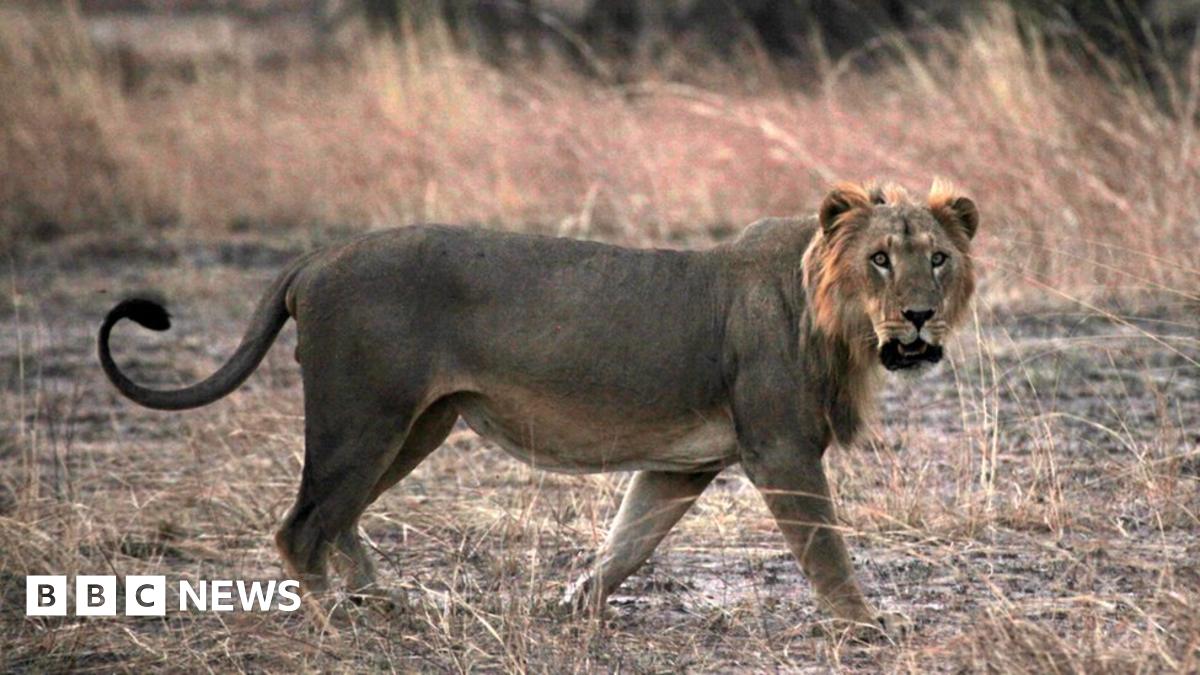 Lions 'facing extinction in West Africa' - BBC News