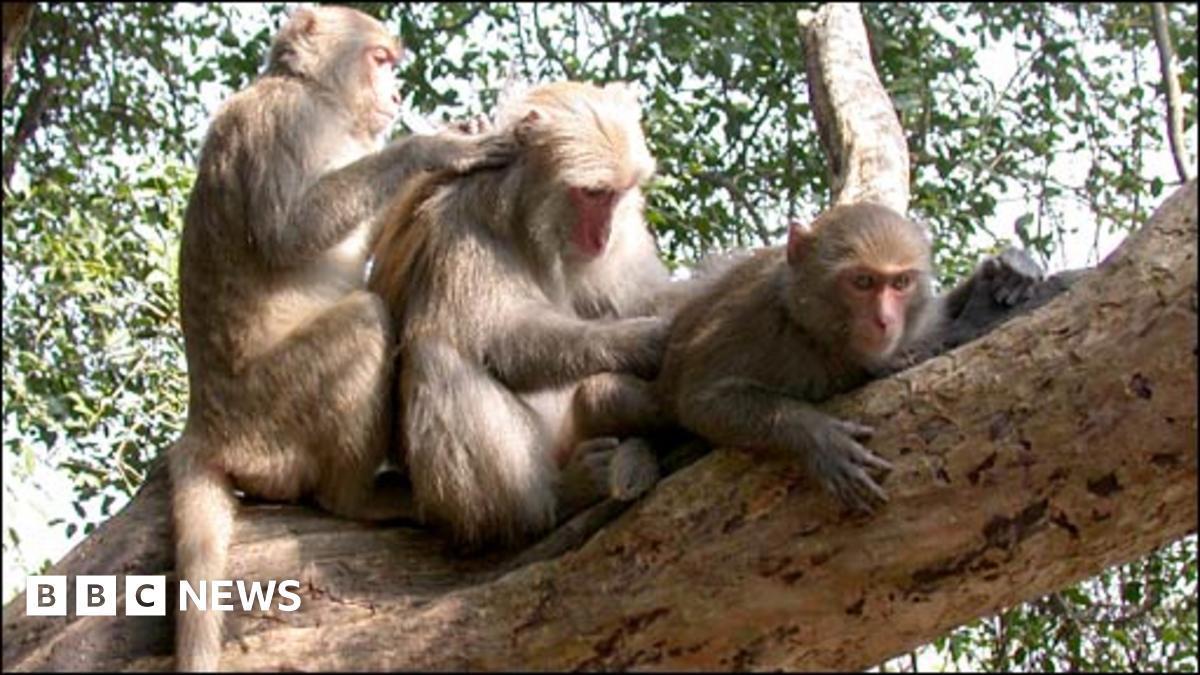 Paignton Zoo monkeys banned from eating bananas - BBC News