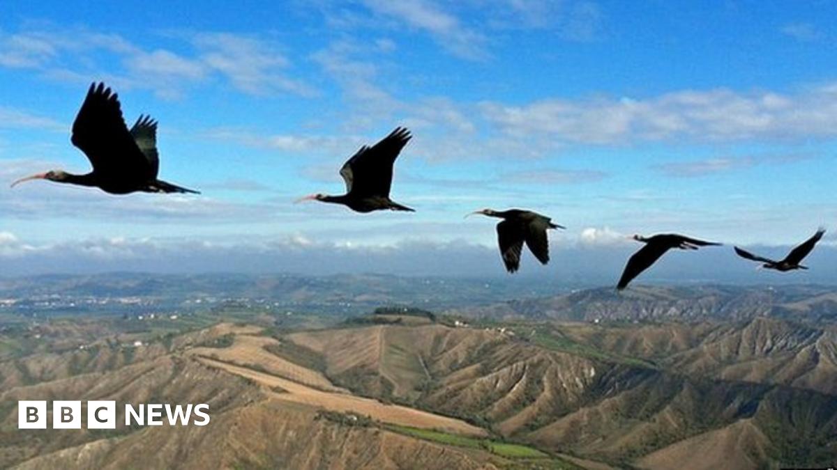 Fly like a bird: The V formation finally explained - BBC News