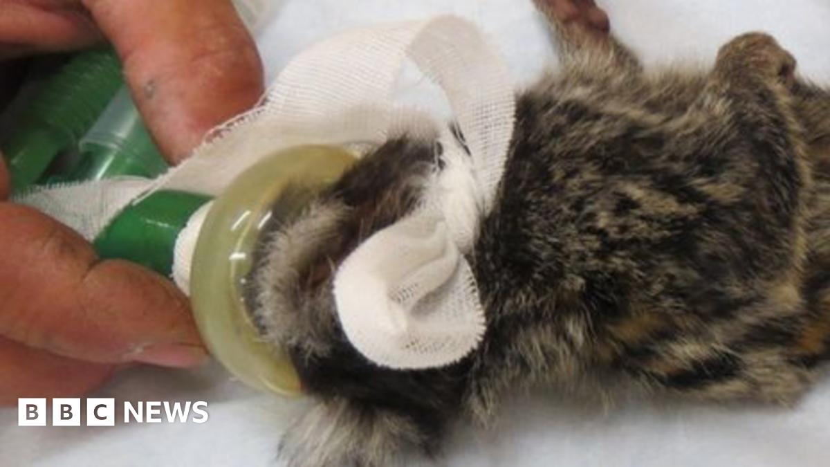 Man handed animal ban over monkey cruelty - BBC News