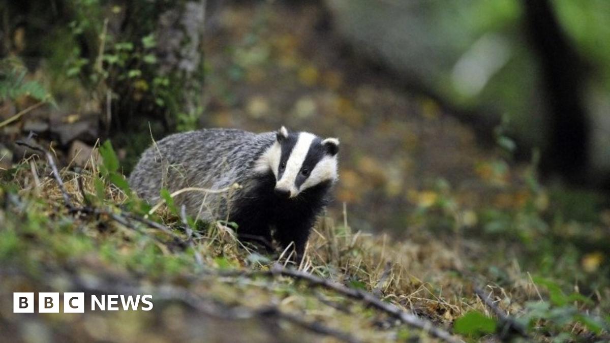 Isle of Wight badger poisonings: 'Buckets' of poison used - BBC News