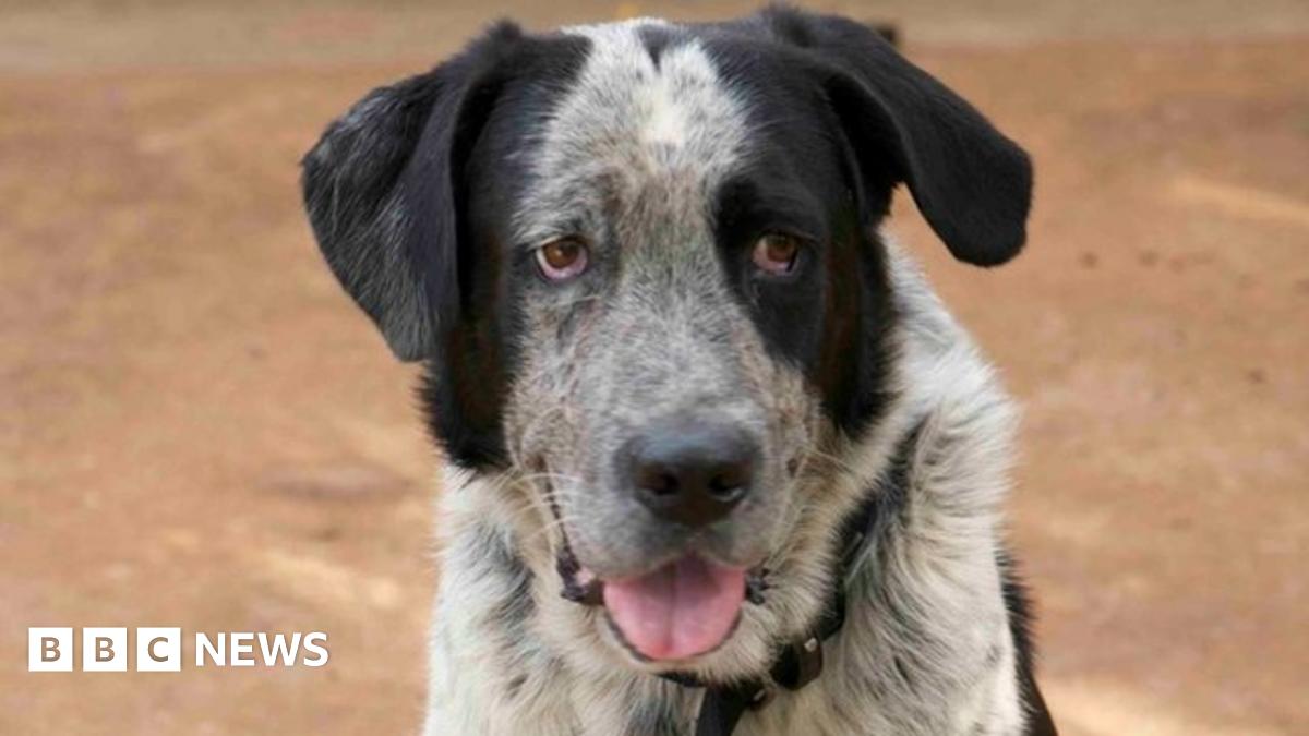 Tracking down a missing dog in Mali's corrupt capital - BBC News