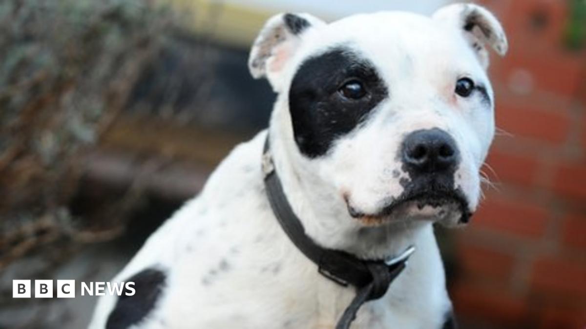 Missing dog Chance found after 10 years in Newport - BBC News