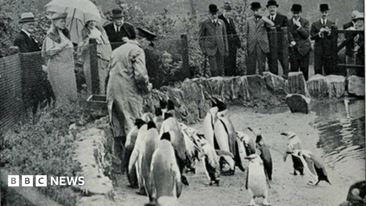 100 years of Edinburgh zoo penguins - BBC News