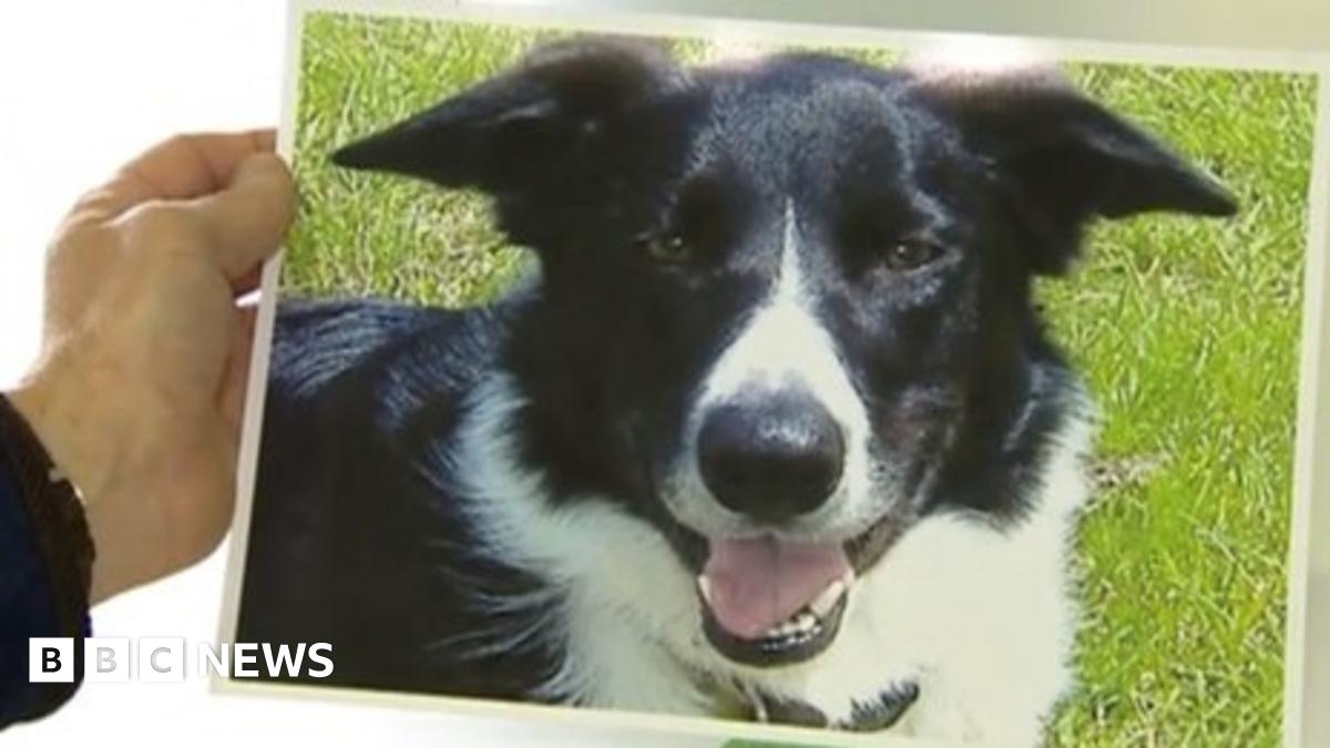 Signs warn dog owners of killer disease - BBC News