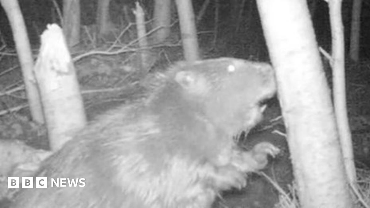 Beaver filmed in the wild on Devon farm - BBC News